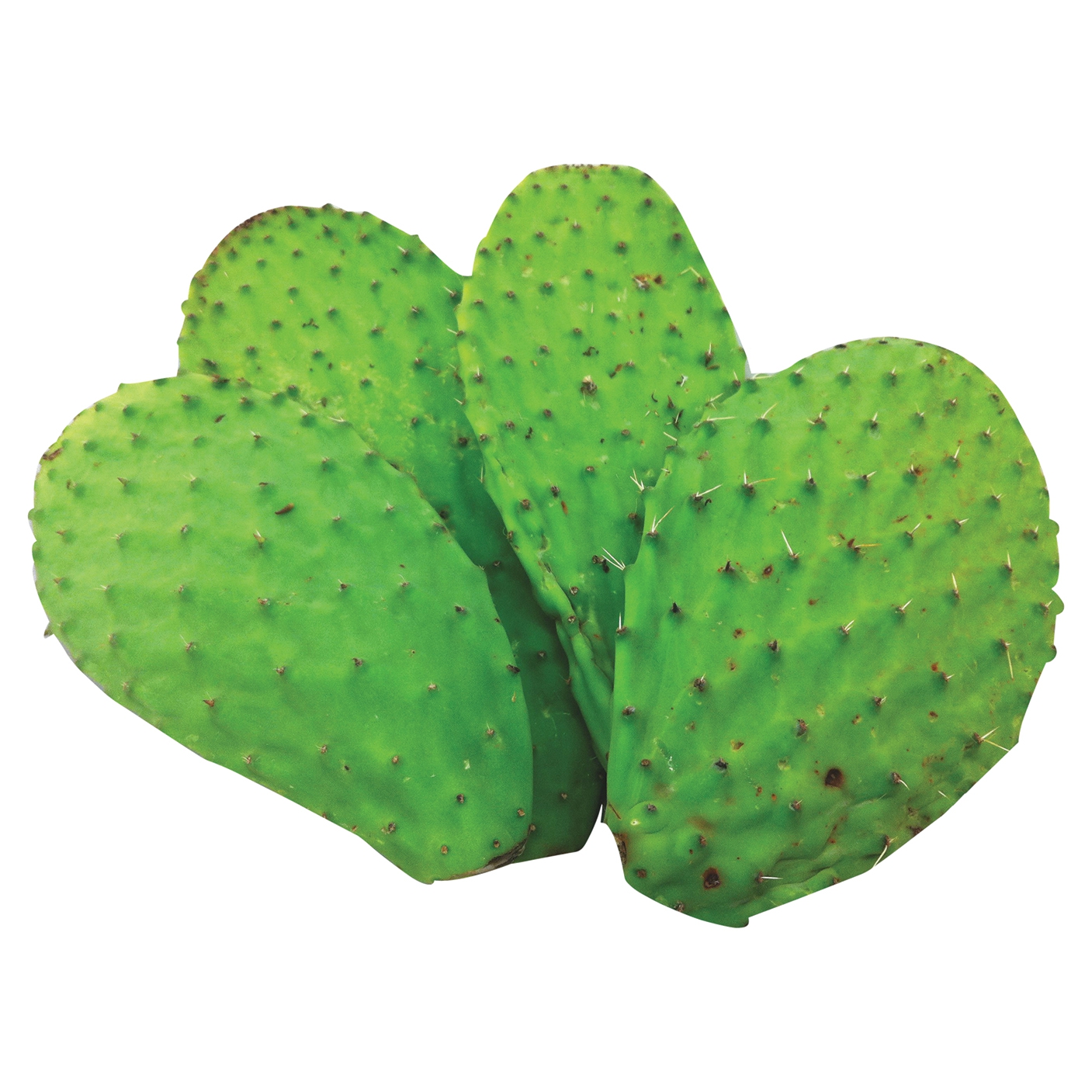 nopal uk