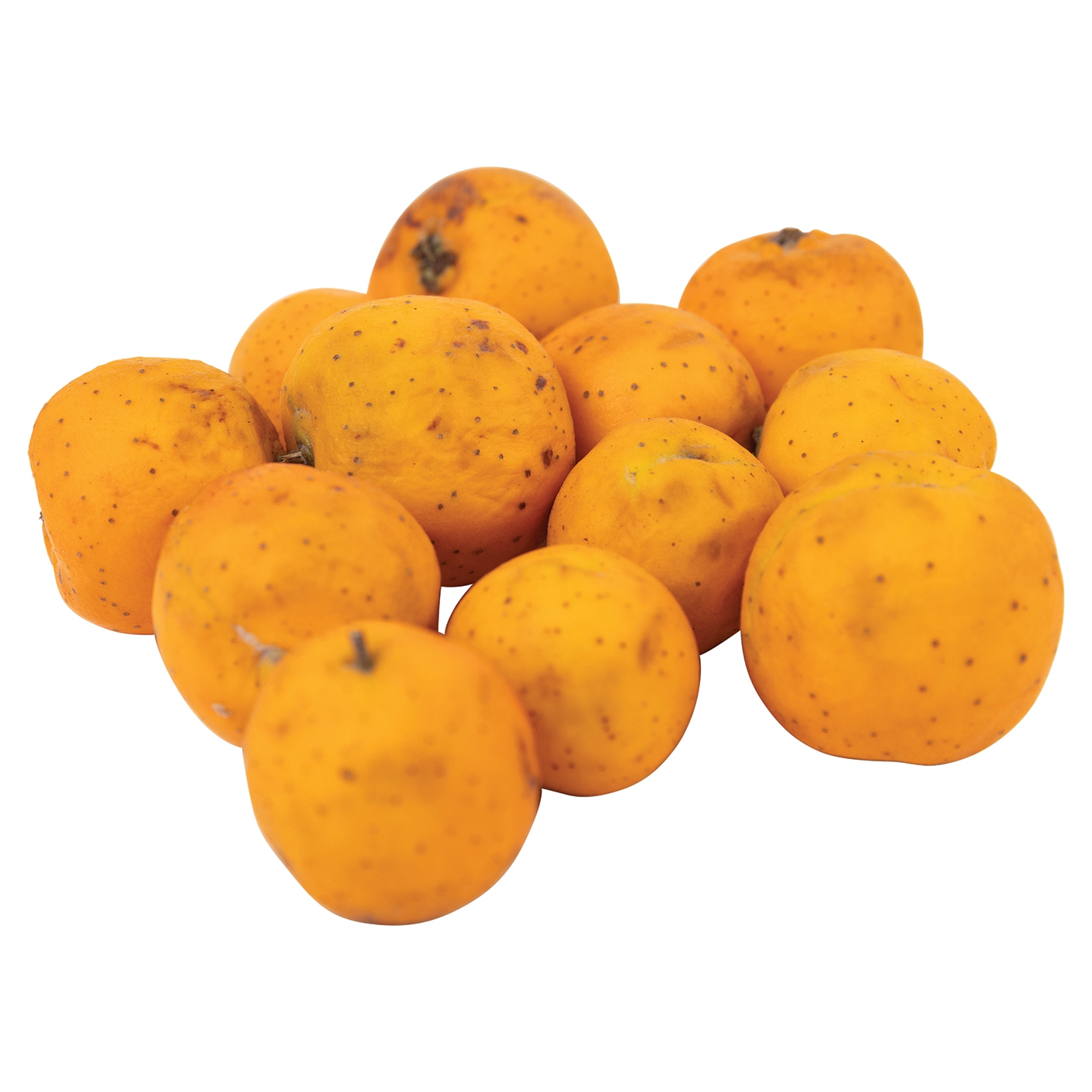 tejocote root pieces